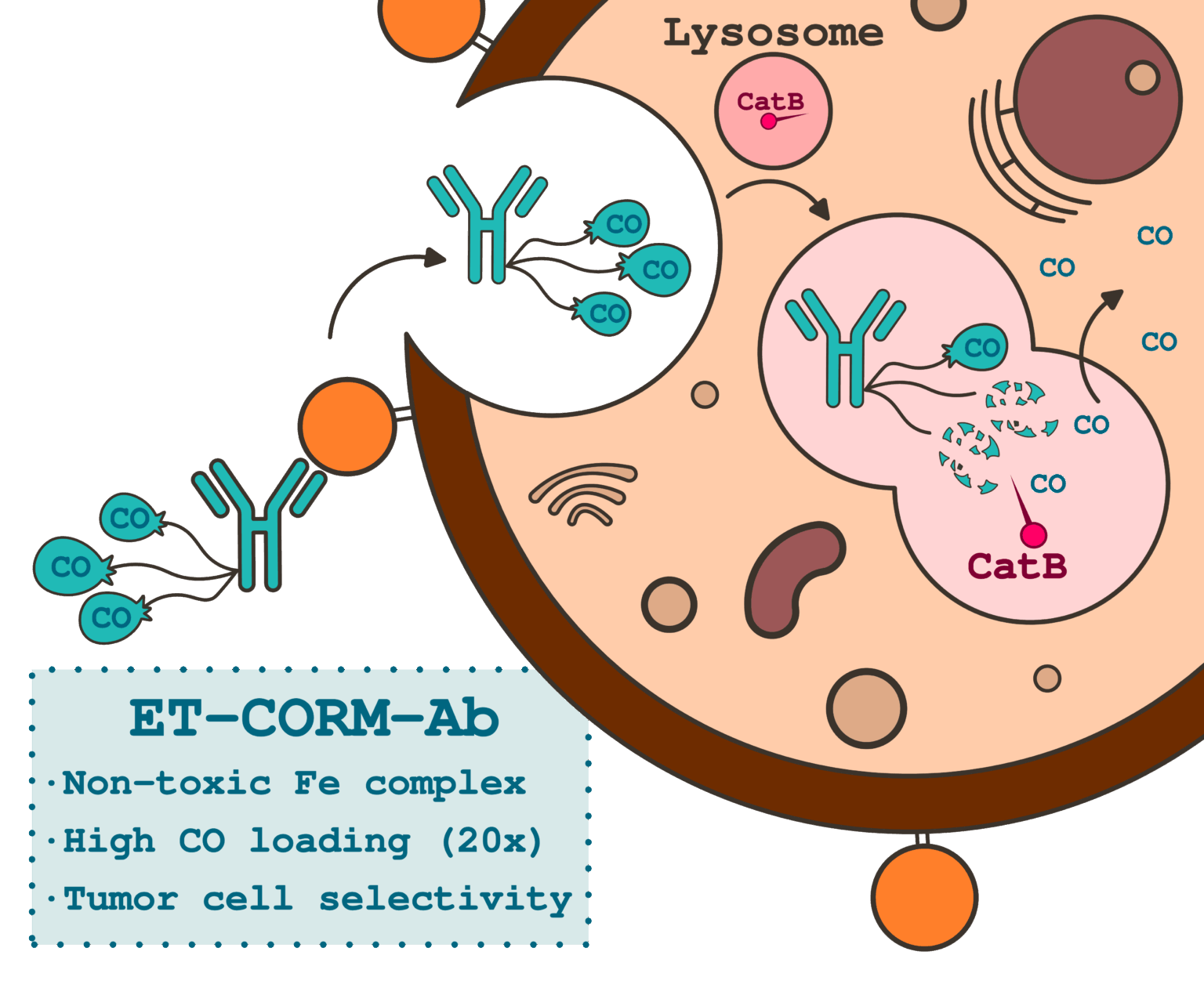 Paper Accepted in Angew. Chem. Int. Ed. – The Gasser Group
